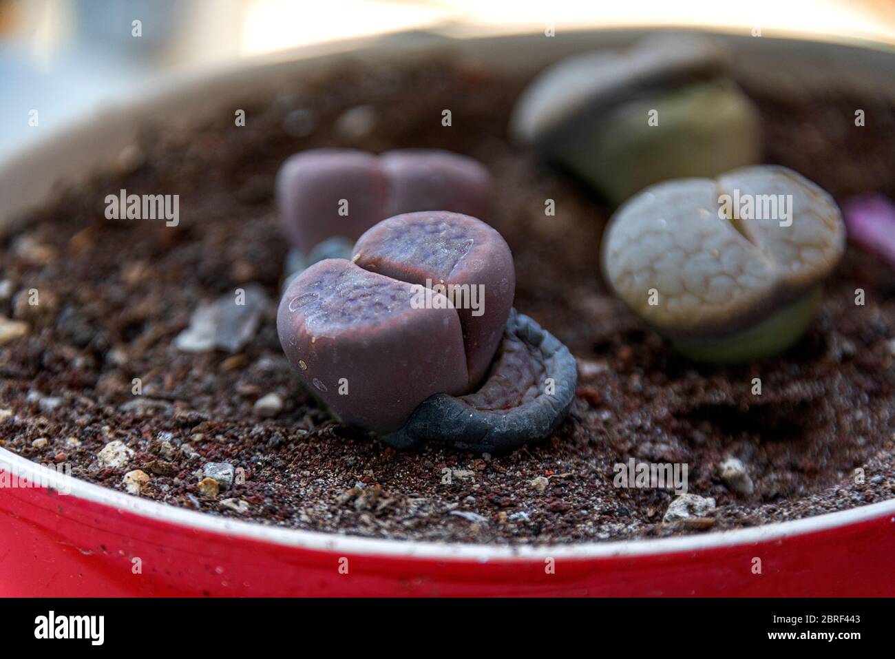 From the family of Aizoaceae (Icyceaceae), the genus Lithops has about ...