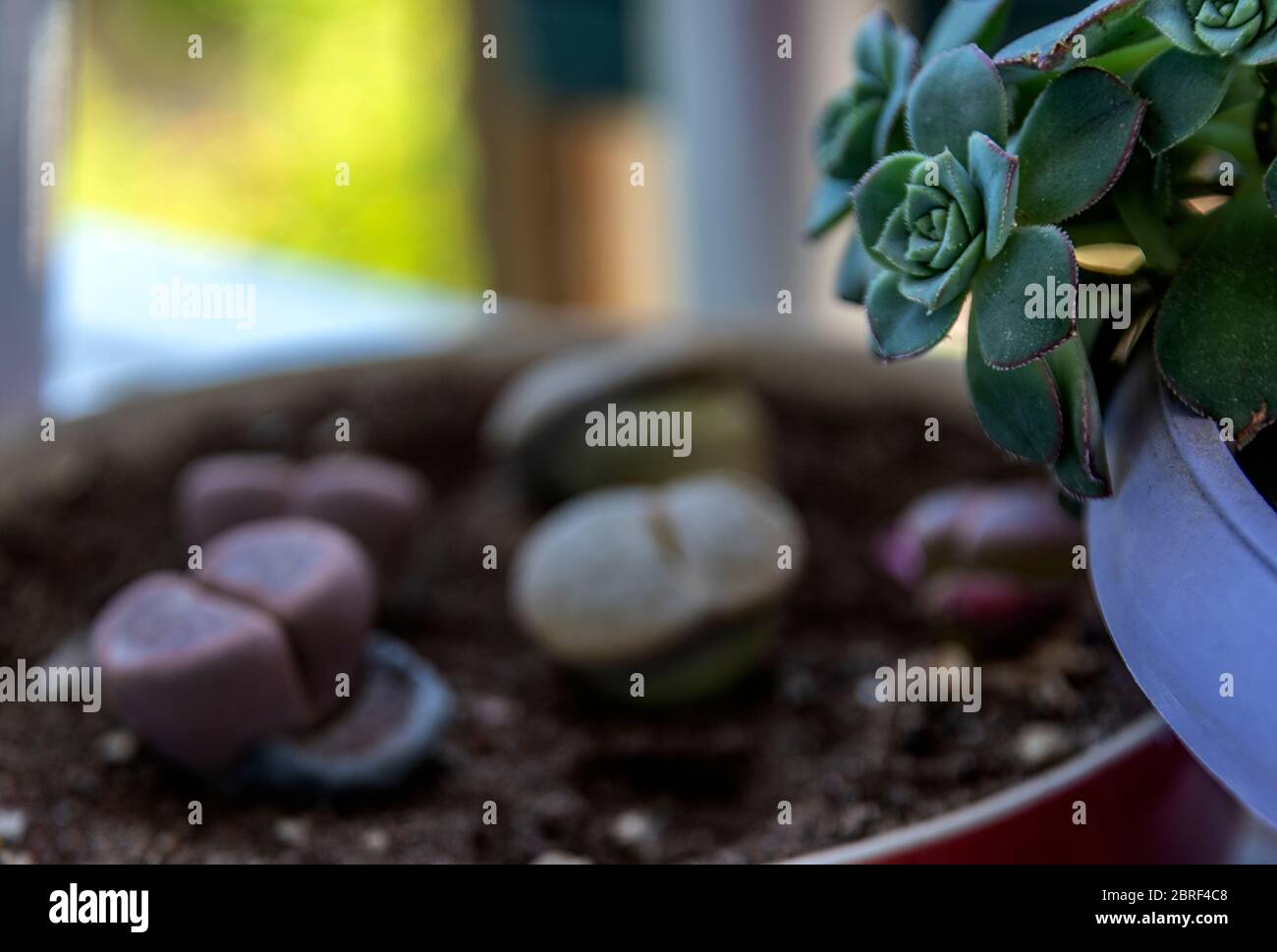 From the family of Aizoaceae (Icyceaceae), the genus Lithops has about ...