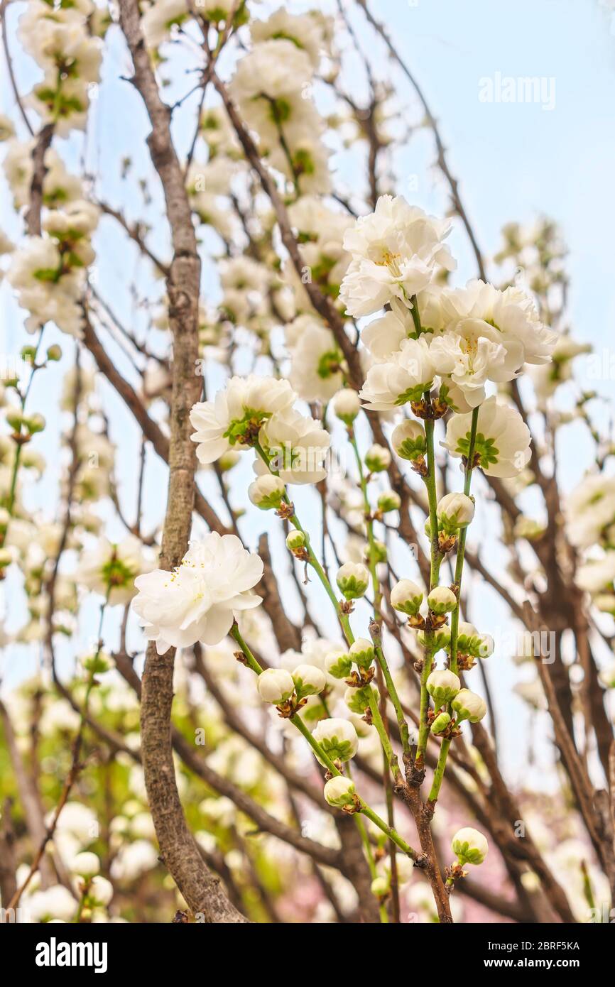 Close-up on white flowers of Hana Peach or Hana Momo tree in the ...