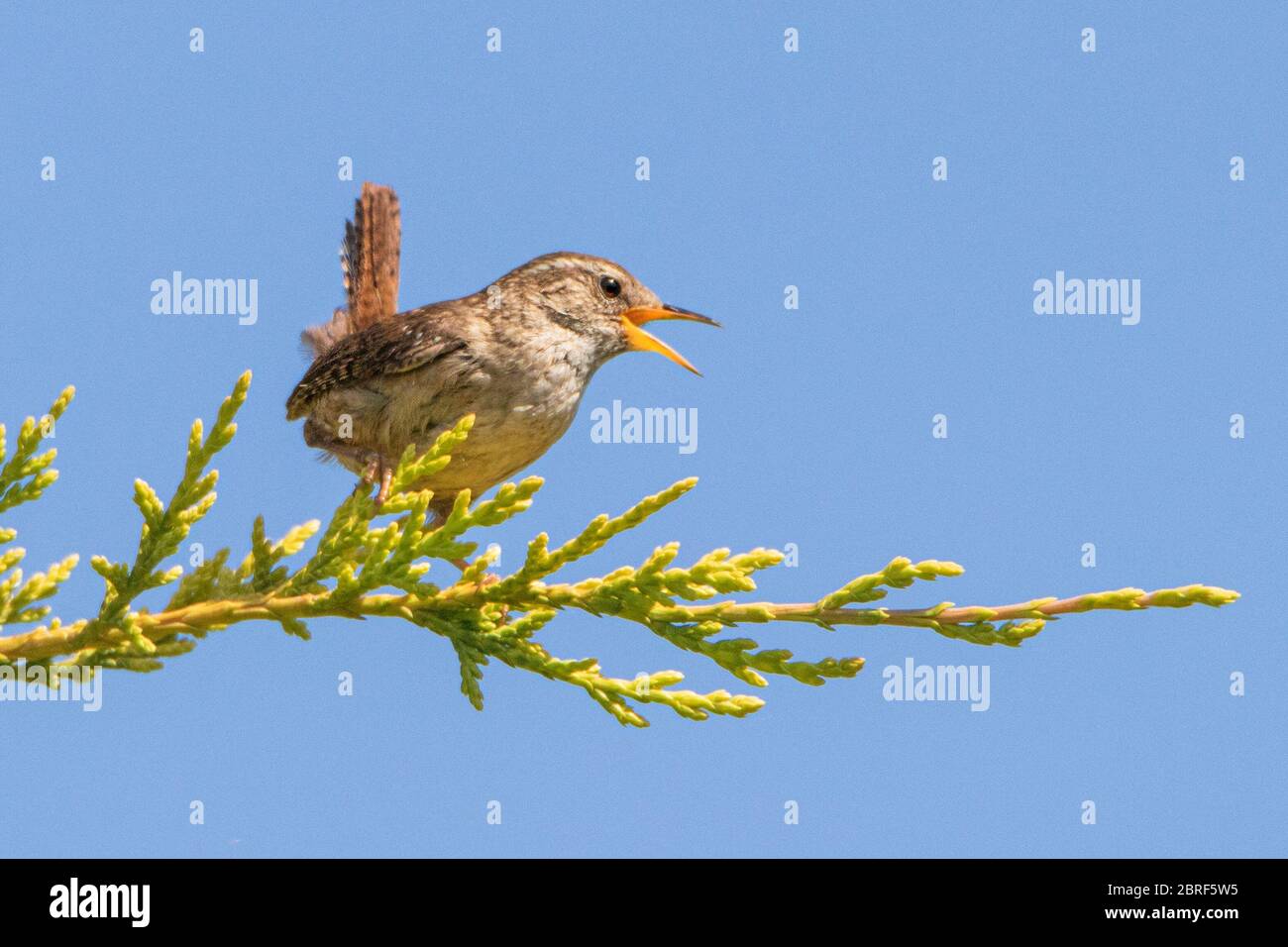 Wren, small bird, wild bird, perching on a branch in a British Garden ...