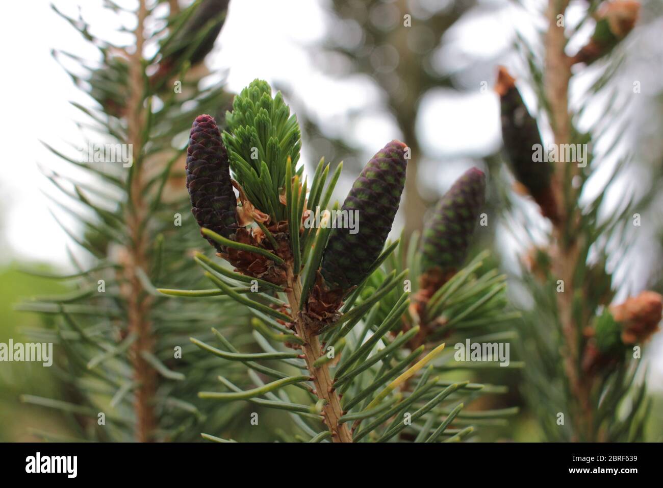 Close up of pink-purple spruce cones on a twig on a sky background ...