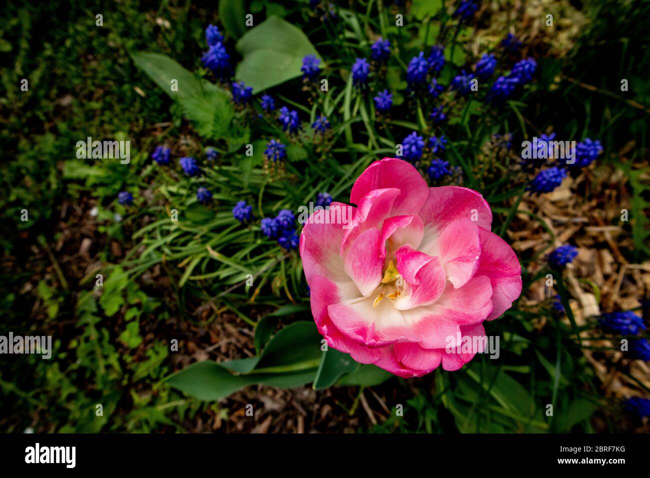 Terry flower hi-res stock photography and images - Alamy