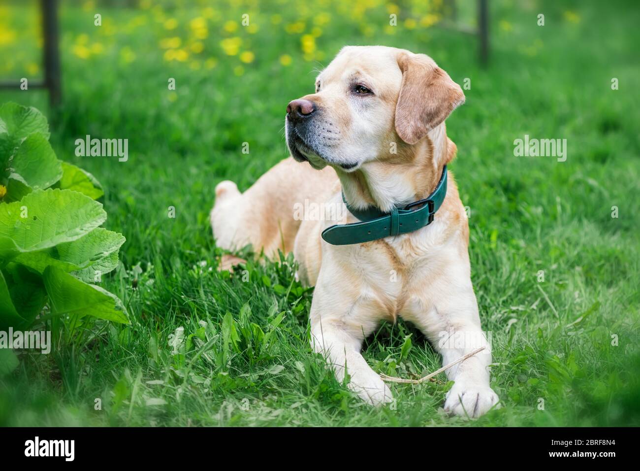 Labrador retriever with stick hi-res stock photography and images - Alamy