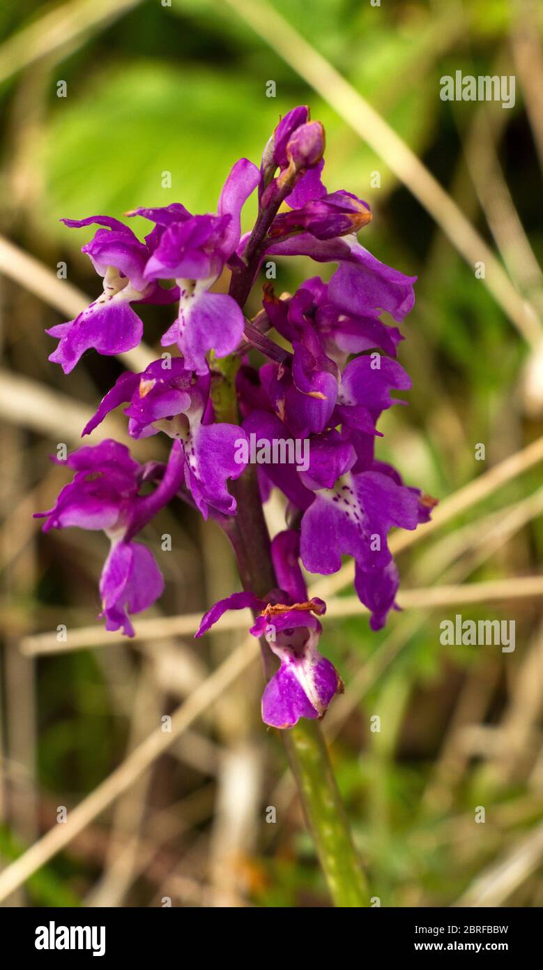 A common and widespread member of the Orchid family, the Early Purple ...