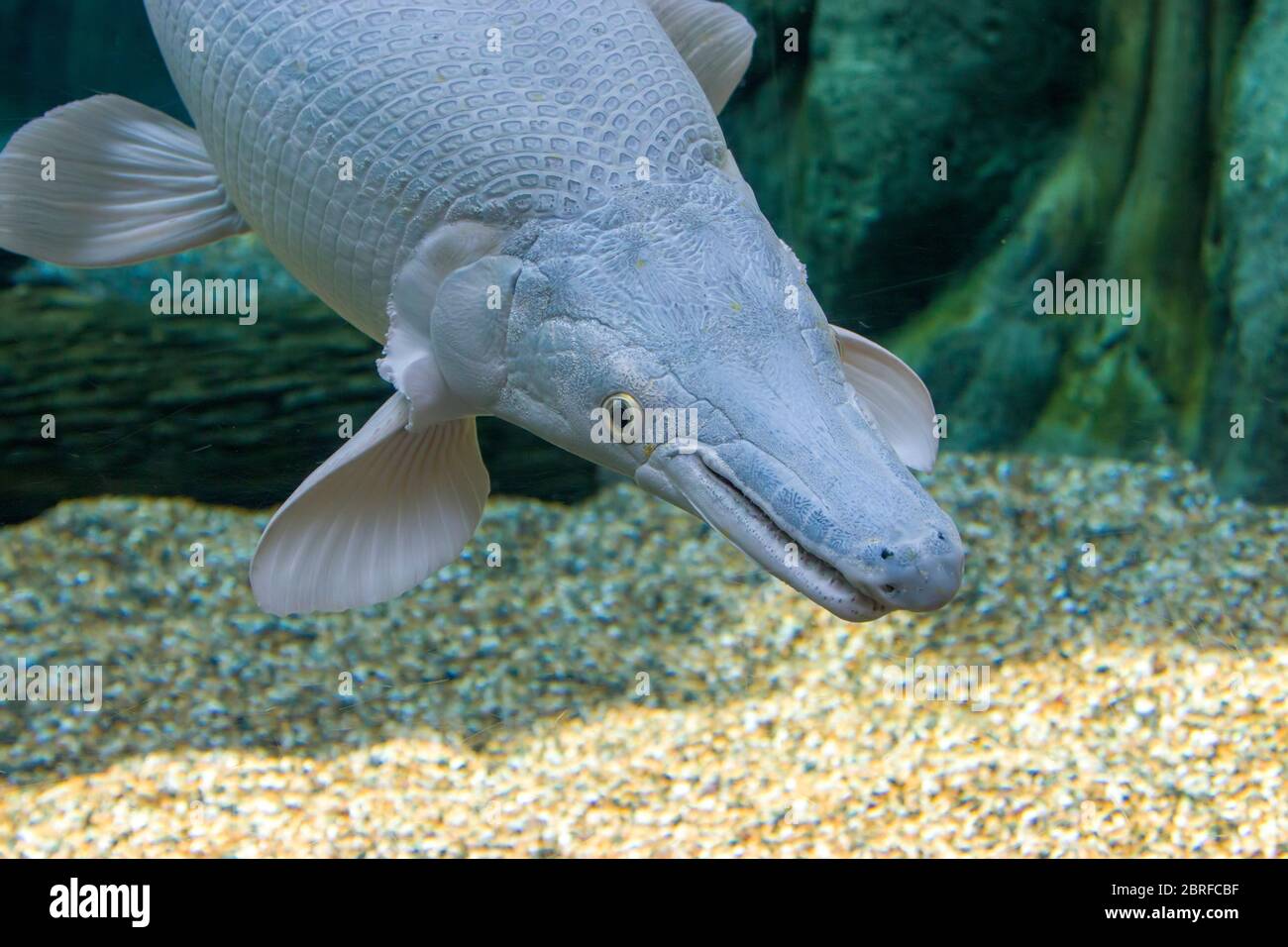 Alligator gar fish atractosteus spatula hi-res stock photography and ...