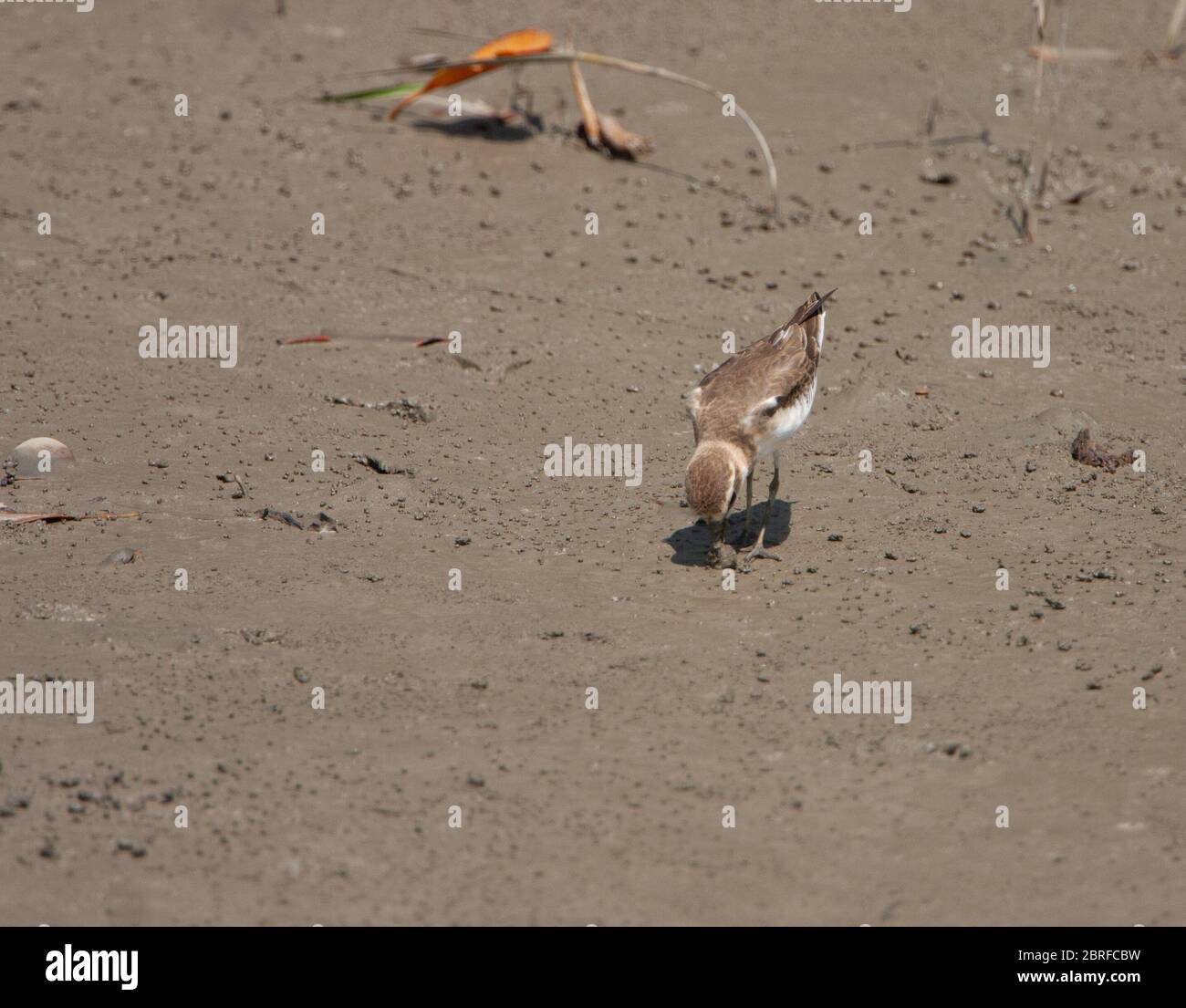 Wader bird hi-res stock photography and images - Alamy