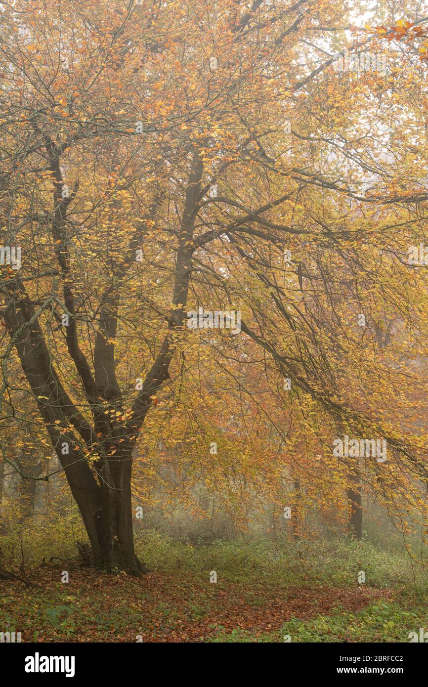 Beech tree (Fagus sylvatica) in autumn. Surrey, UK Stock Photo - Alamy
