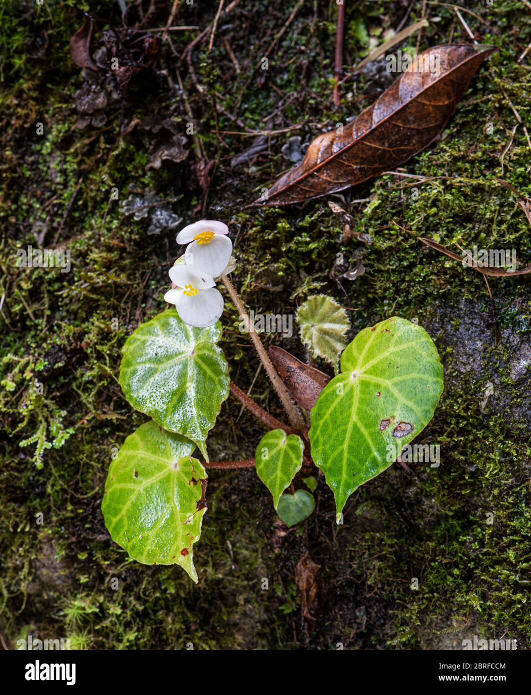 Begonia: Begonia sp. Costa Rica Stock Photo - Alamy