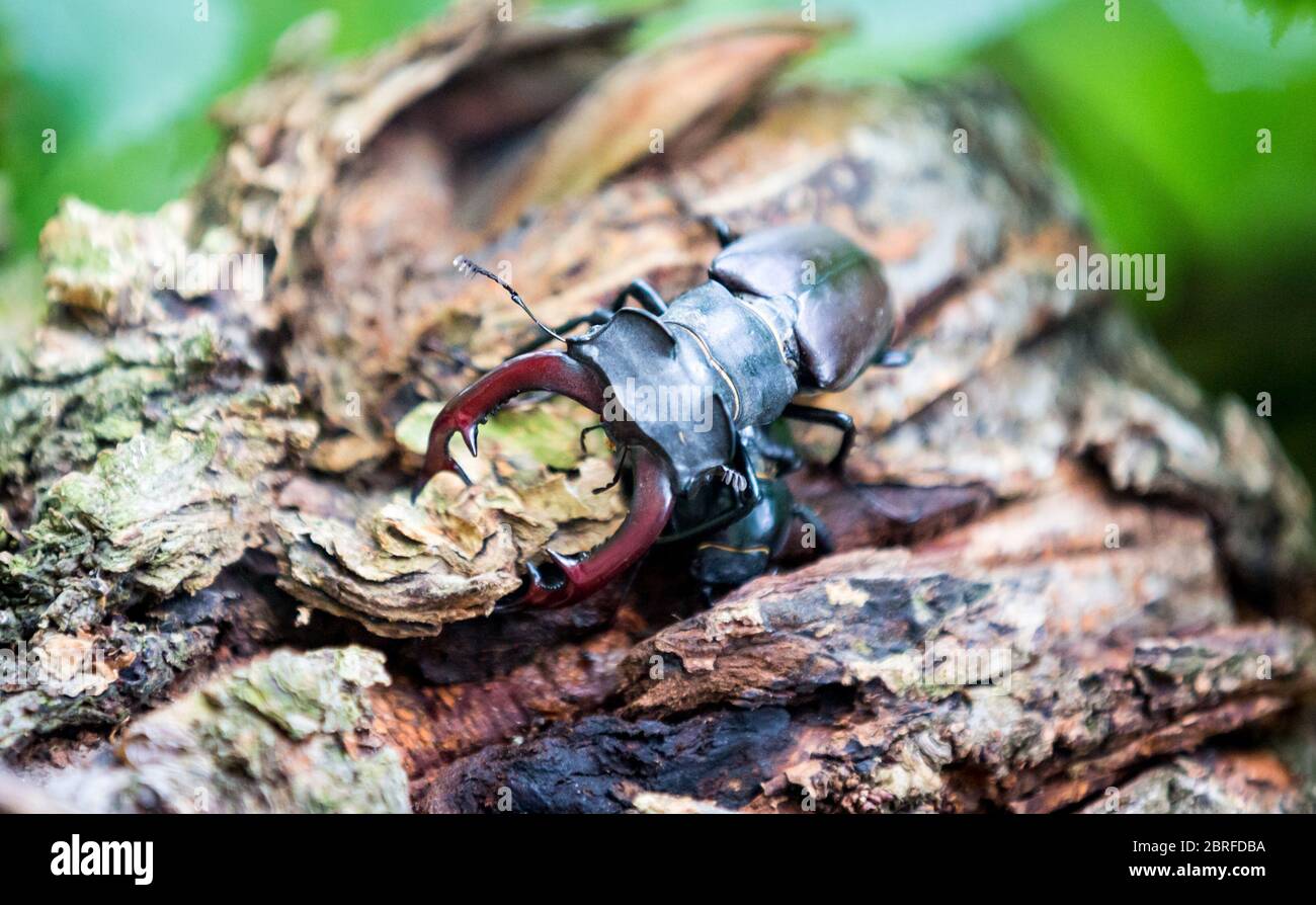 Rhinoceros beetle tree hi-res stock photography and images - Alamy