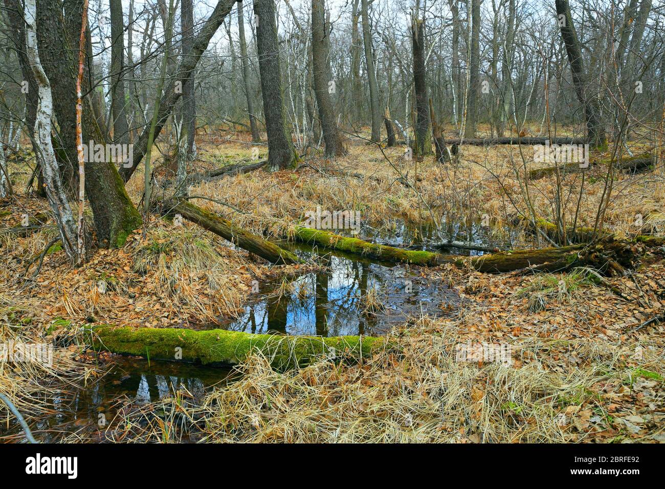 Spring landscape with swamp in forest Stock Photo - Alamy