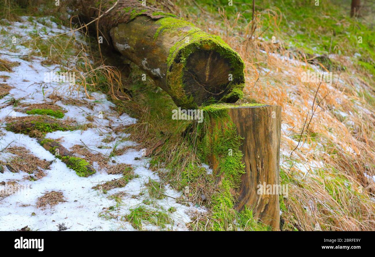 Moss in spring hi-res stock photography and images - Alamy