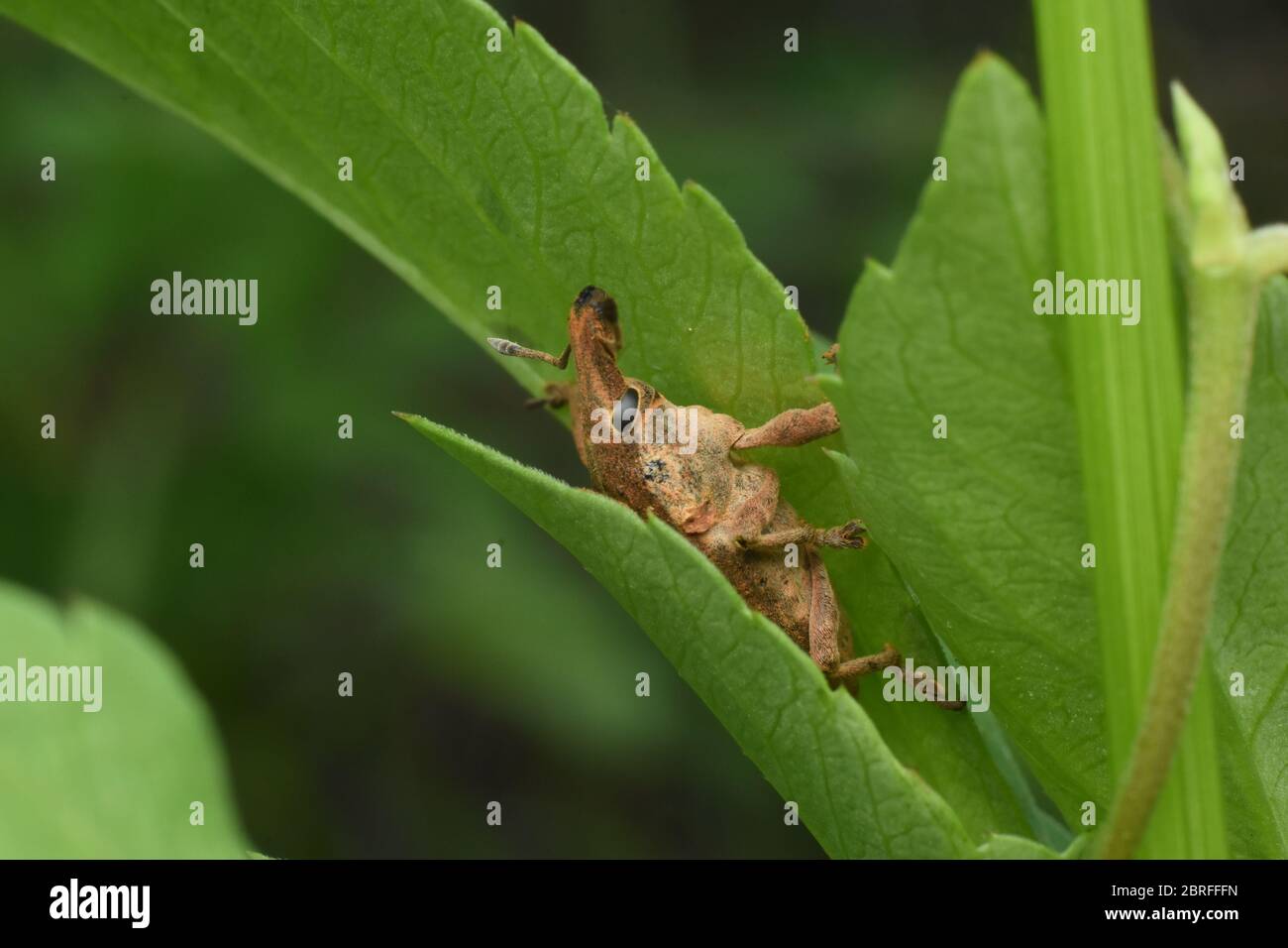 Flour bugs hi-res stock photography and images - Alamy