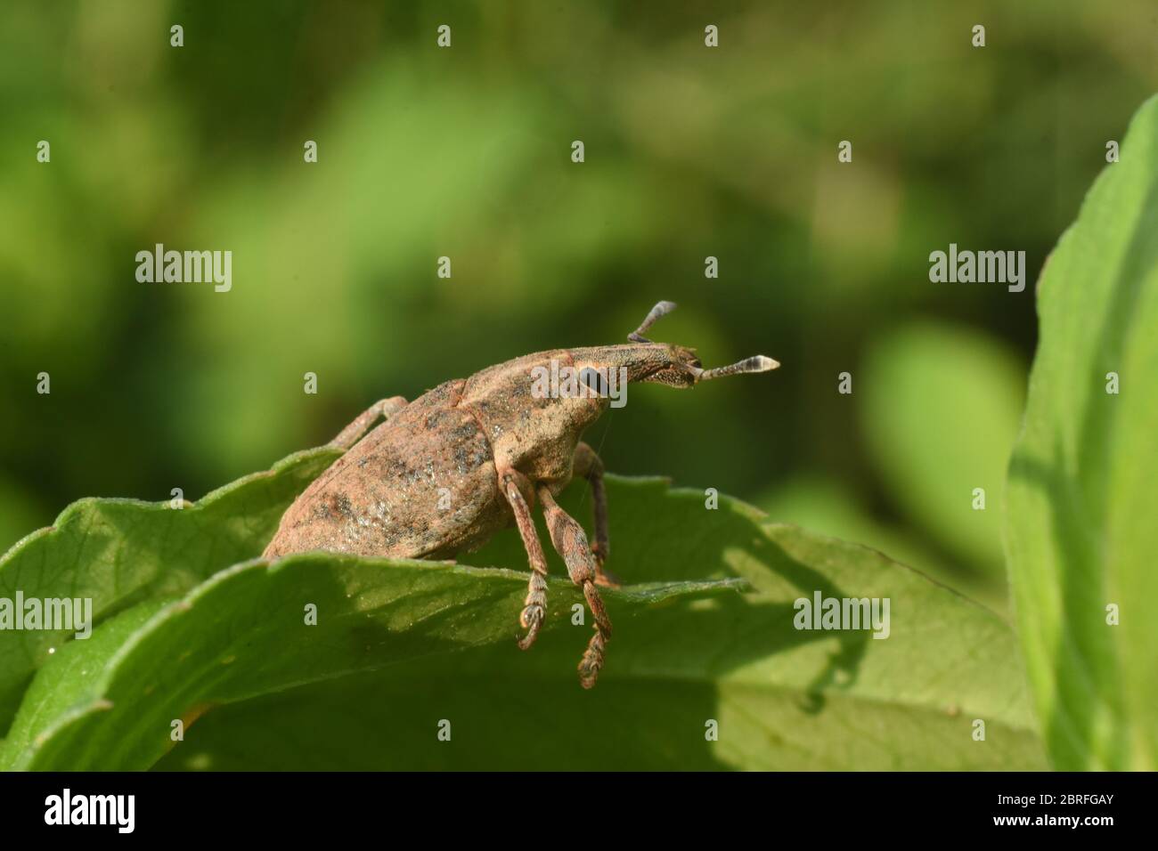 Rice weevil hi-res stock photography and images - Alamy