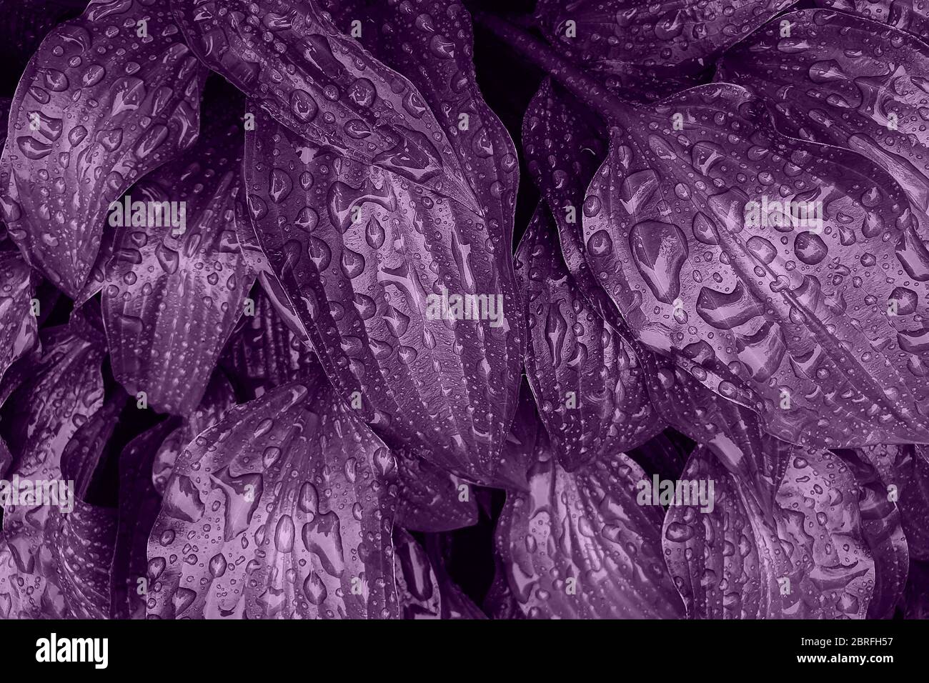 Big fresh green leaves closeup texture, bright nature in trend grape ...