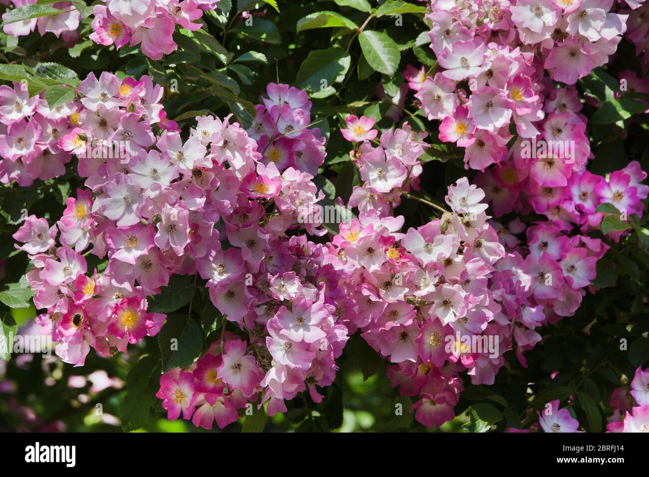 Flowers of Ballerina rose Stock Photo - Alamy