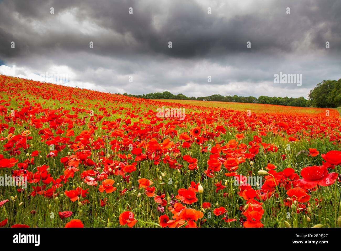 Poppies remembrance field hi-res stock photography and images - Alamy