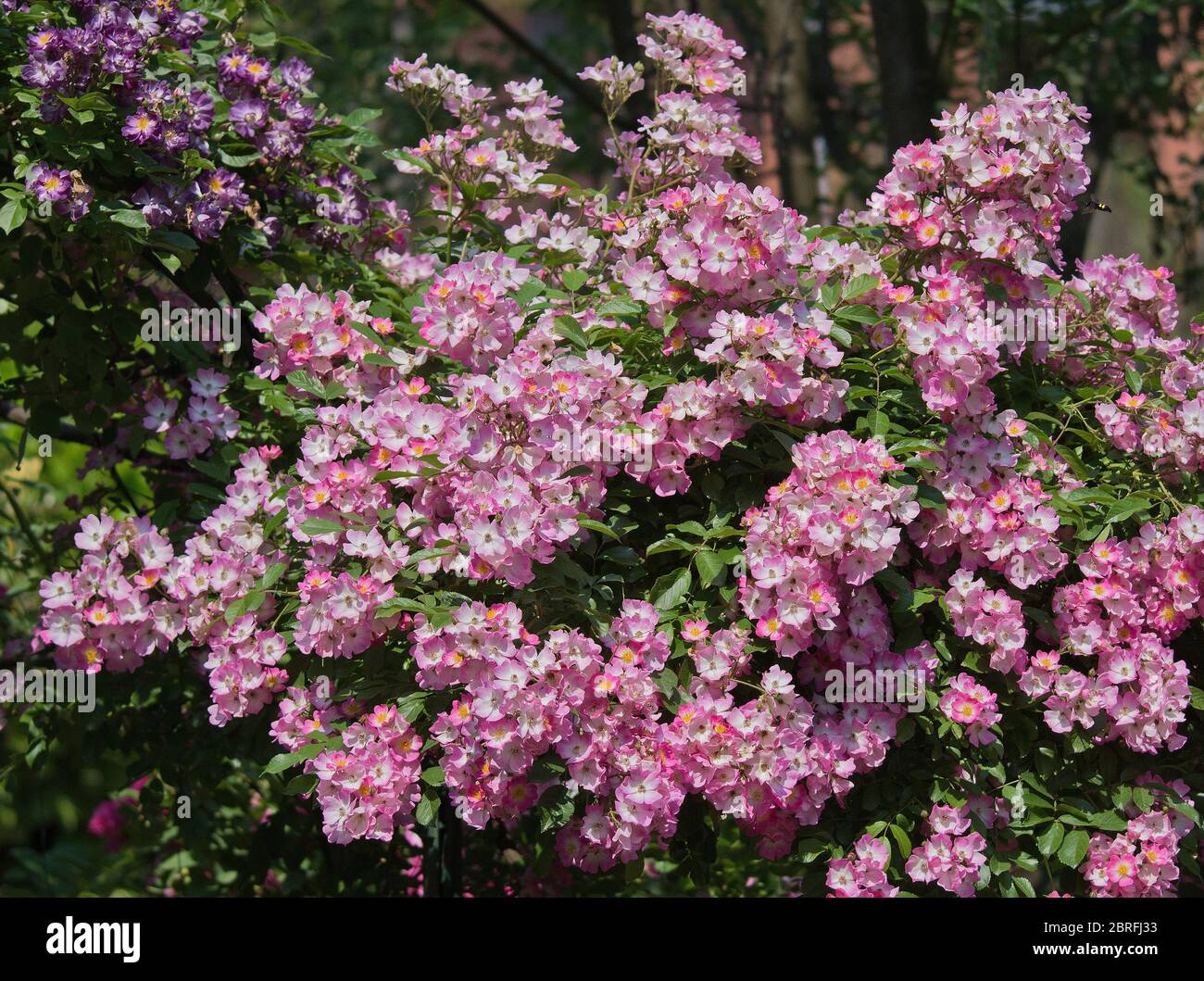 Flowers of Ballerina rose Stock Photo - Alamy
