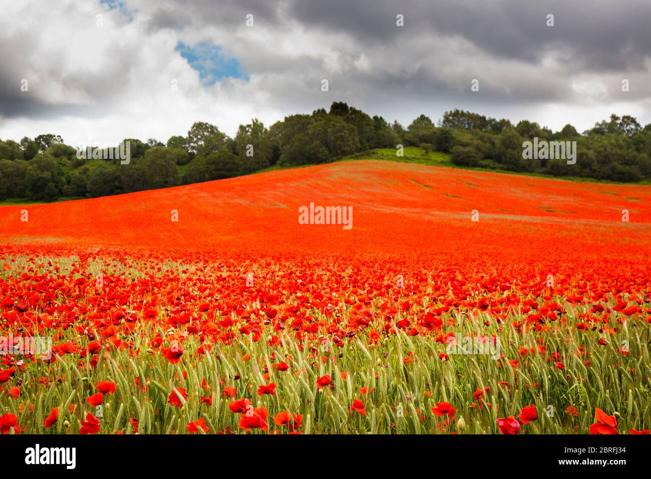 Red common poppies in flower (Papaver rhoeas) growing in UK countryside ...