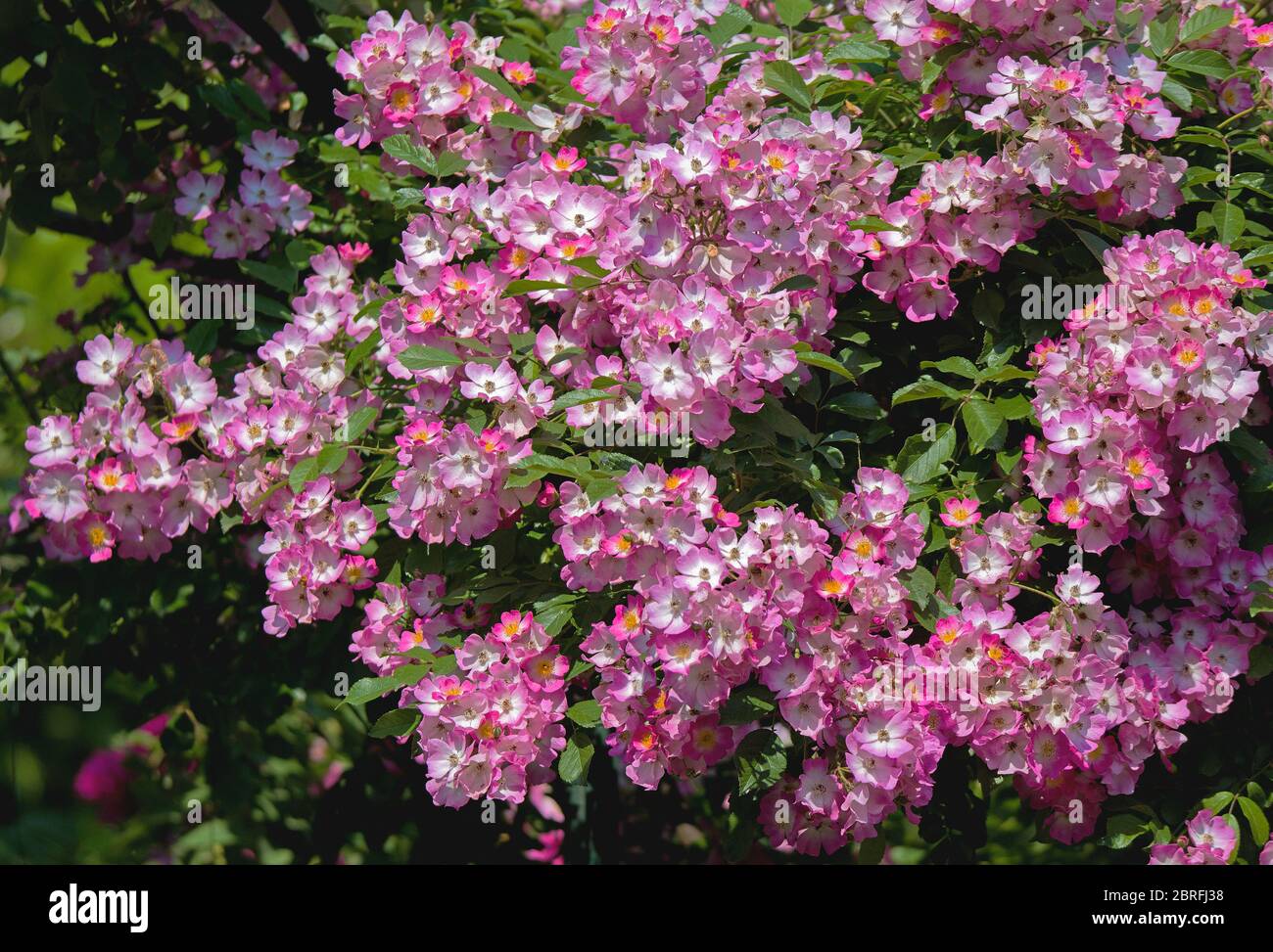 Flowers of Ballerina rose Stock Photo - Alamy
