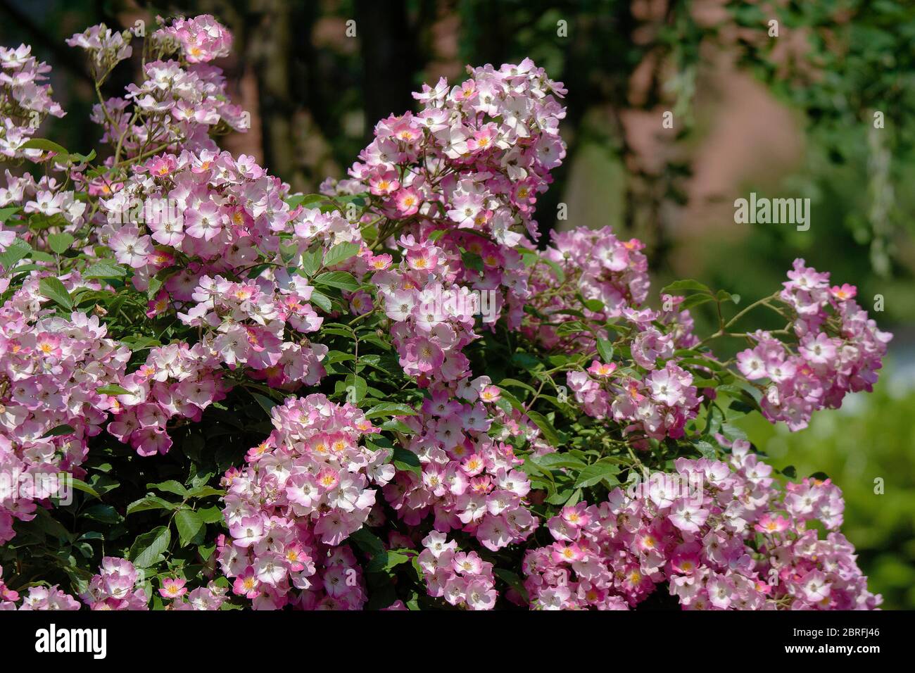 Flowers of Ballerina rose Stock Photo - Alamy