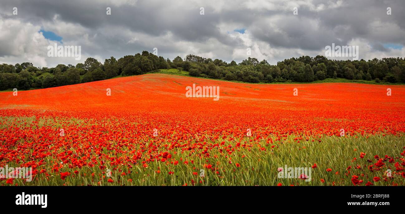 Red common poppies in flower (Papaver rhoeas) growing in UK countryside ...