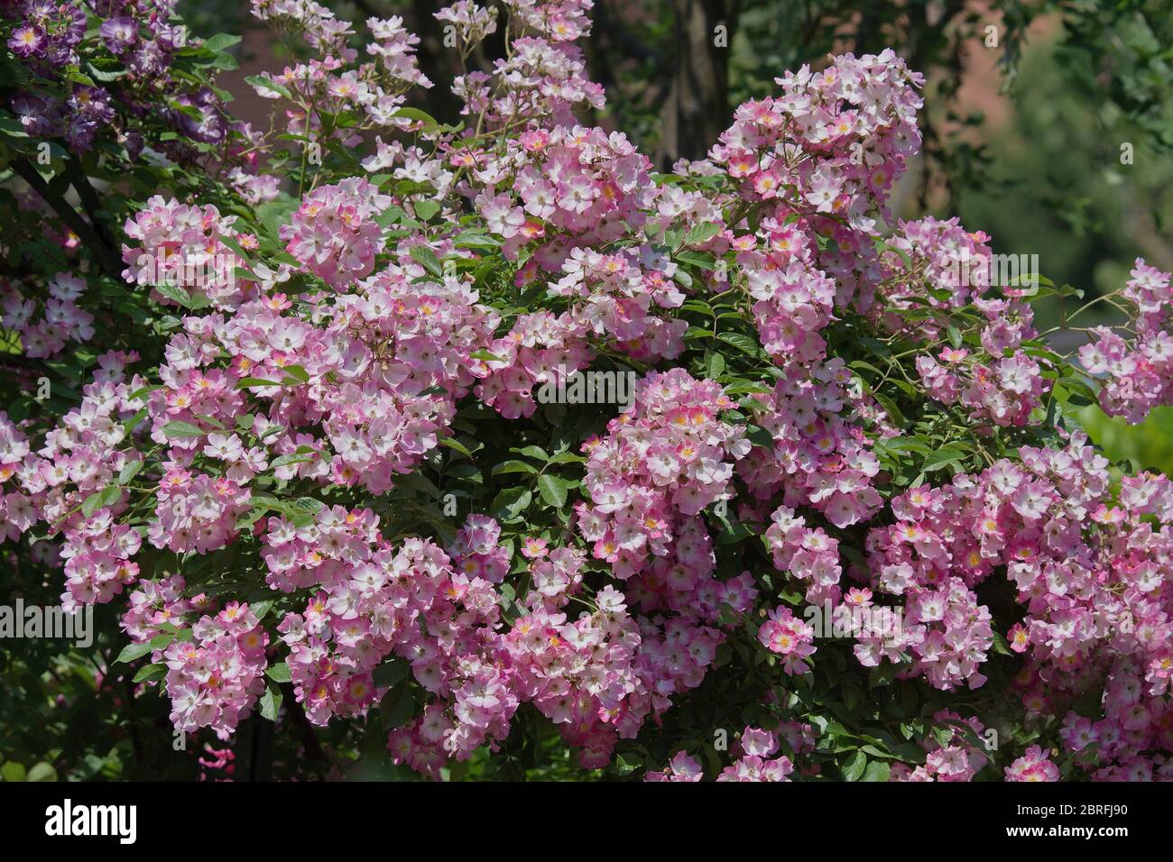 Rose ballerina flower hi-res stock photography and images - Alamy