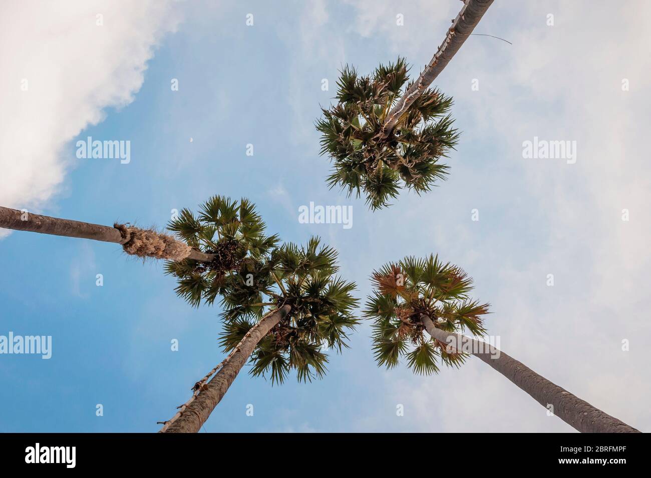 Four Palm trees. Kampong Chhnang Province, Cambodia, Southeast Asia ...