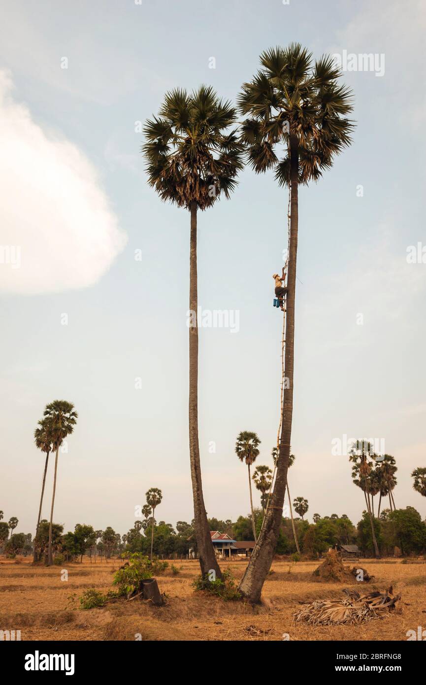 A man climbs a palm tree to harvest the fruit in the setting sun ...