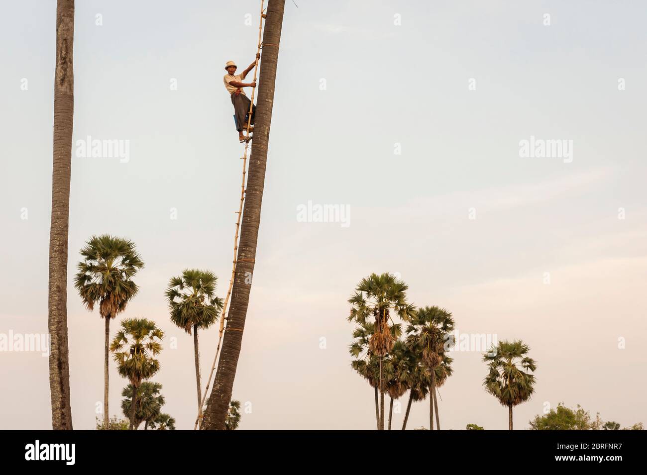 A man climbs a palm tree to harvest the fruit in the setting sun ...