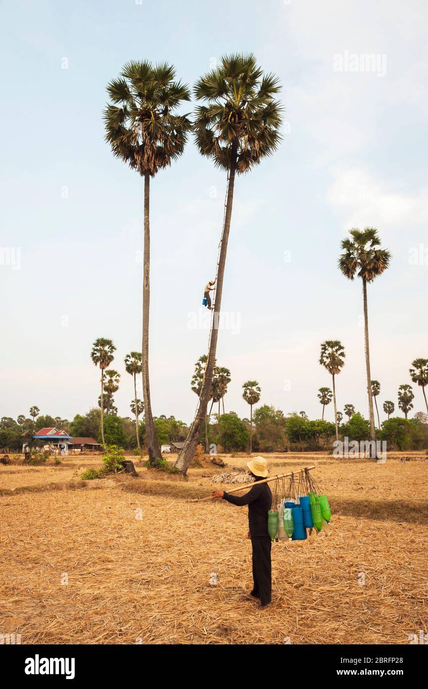 A man climbs a palm tree to harvest the fruit in the setting sun ...