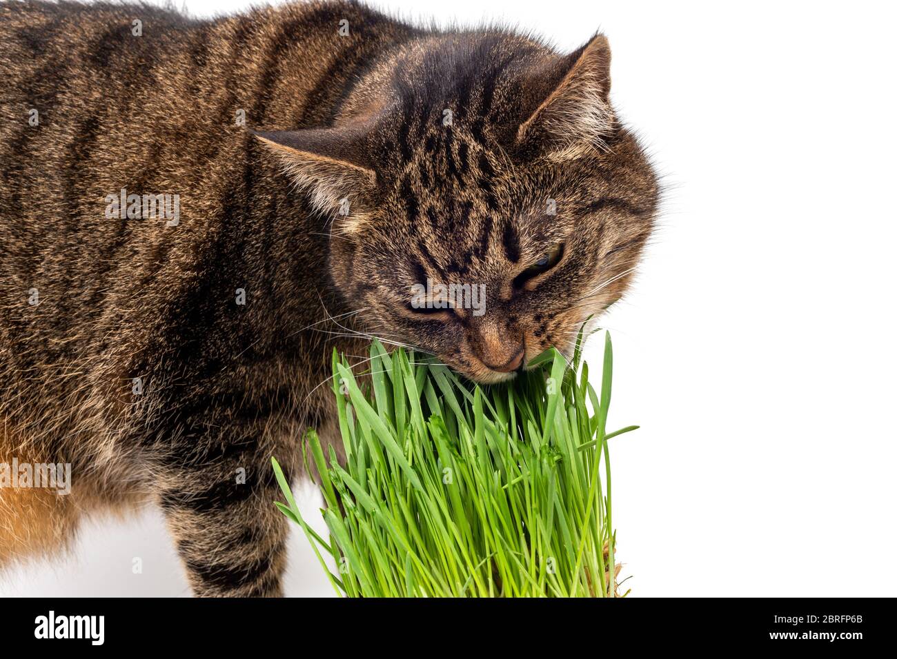 Fat cat eating hi-res stock photography and images - Alamy