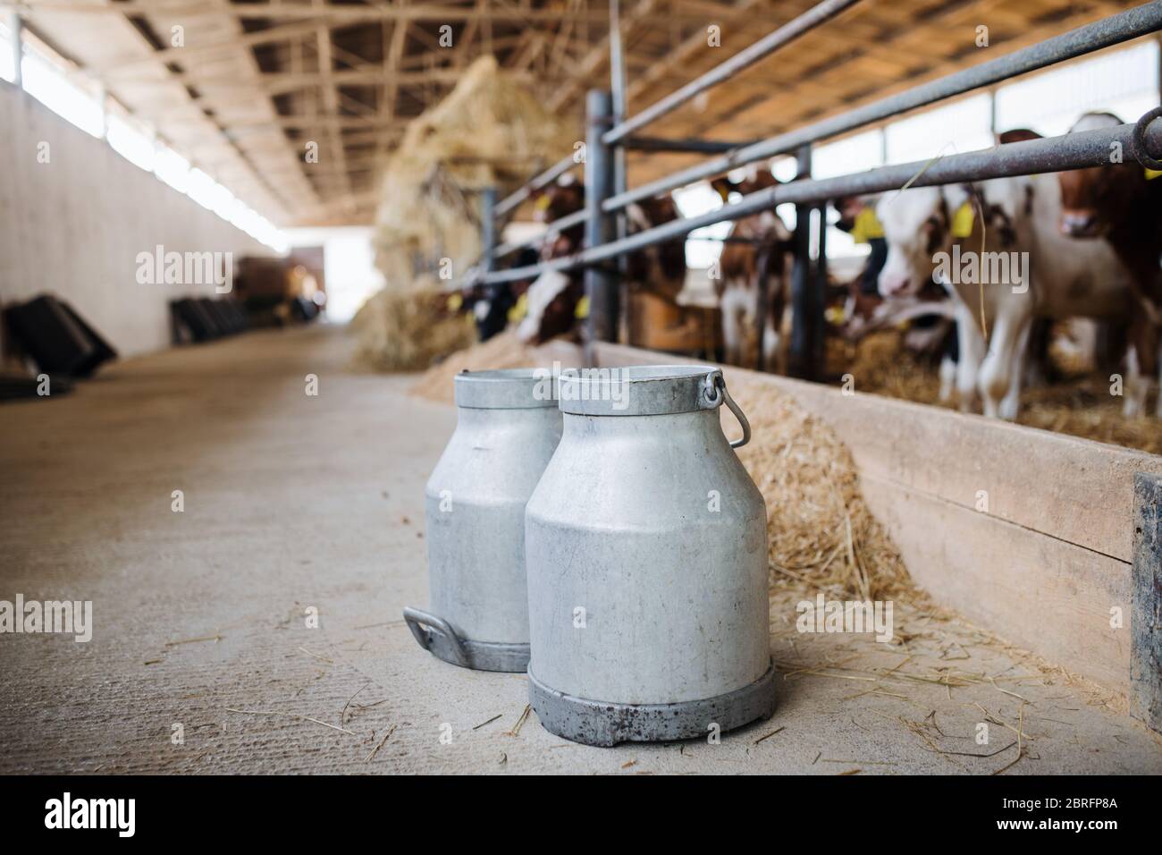 Milk cans and cows on a diary farm, agriculture industry Stock Photo ...