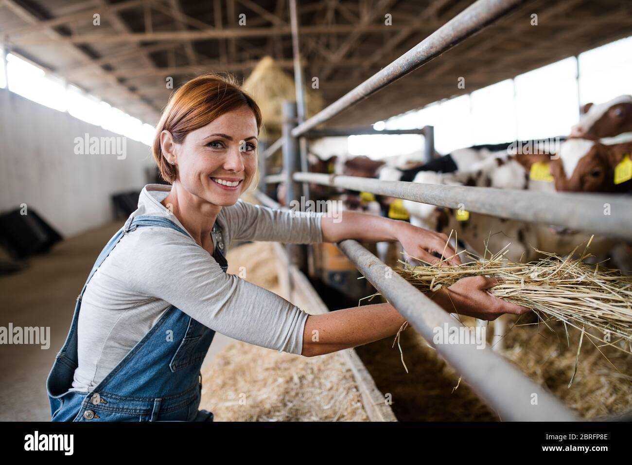 Woman worker with hay working on diary farm, agriculture industry Stock ...