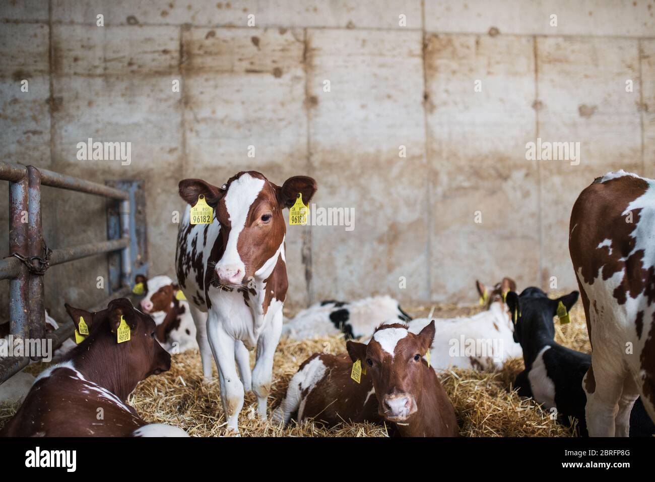 Calves cows on a diary farm, agriculture industry Stock Photo - Alamy