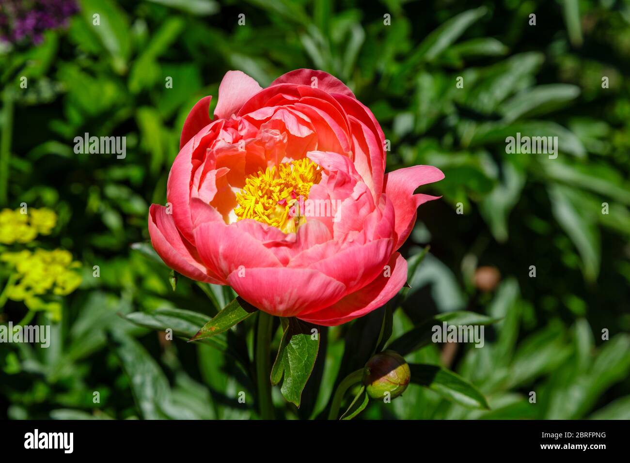Semi double peonies hi-res stock photography and images - Alamy