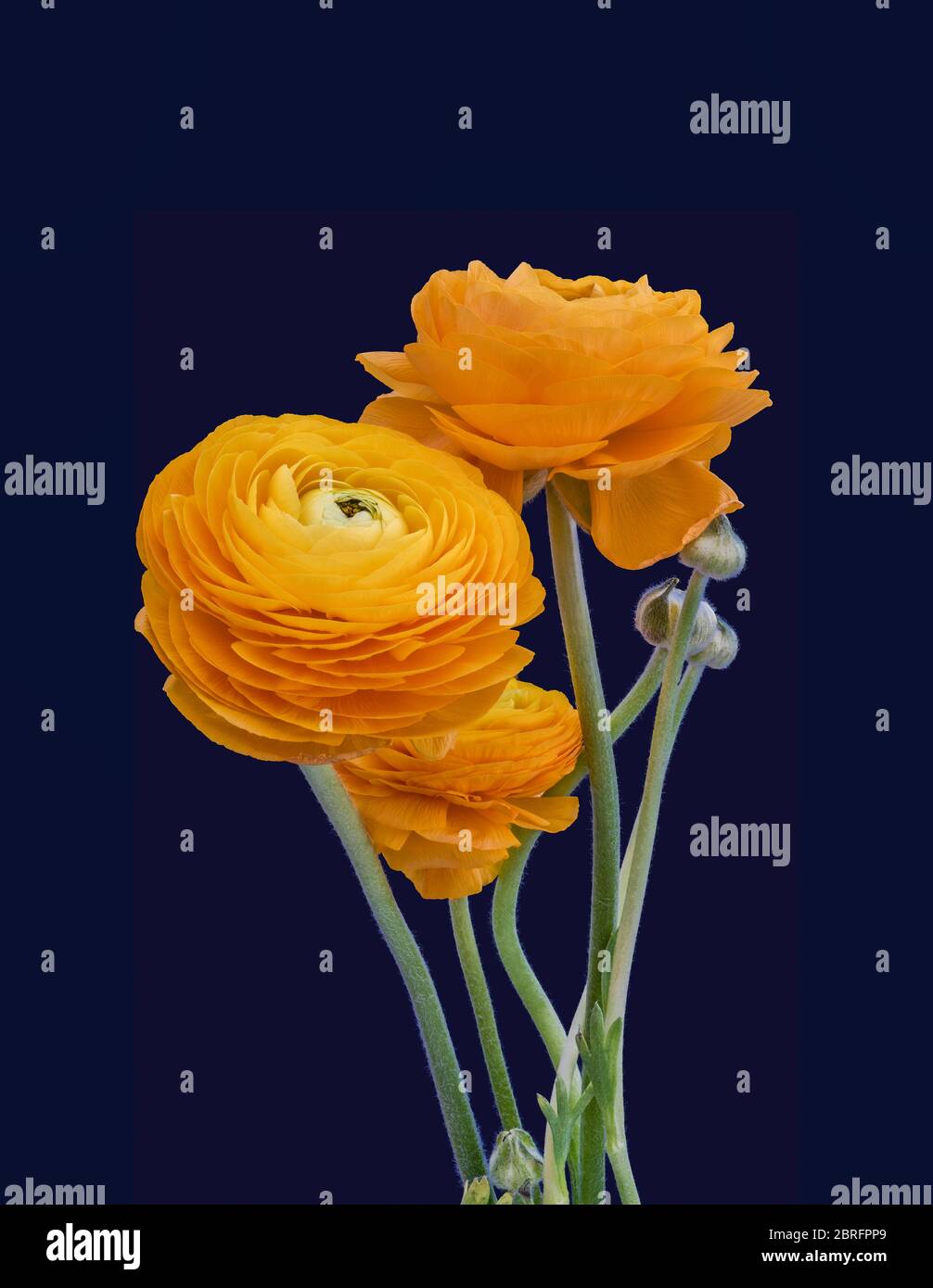 ranunculus blossoms and bud bouquet macro of isolated orange yellow ...