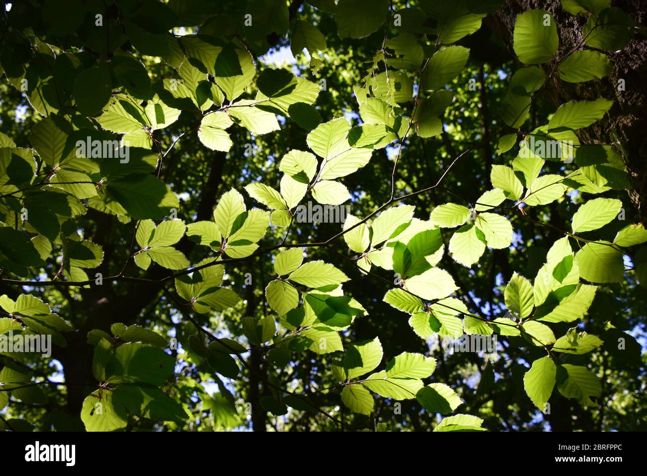 British tree leaves hi-res stock photography and images - Alamy