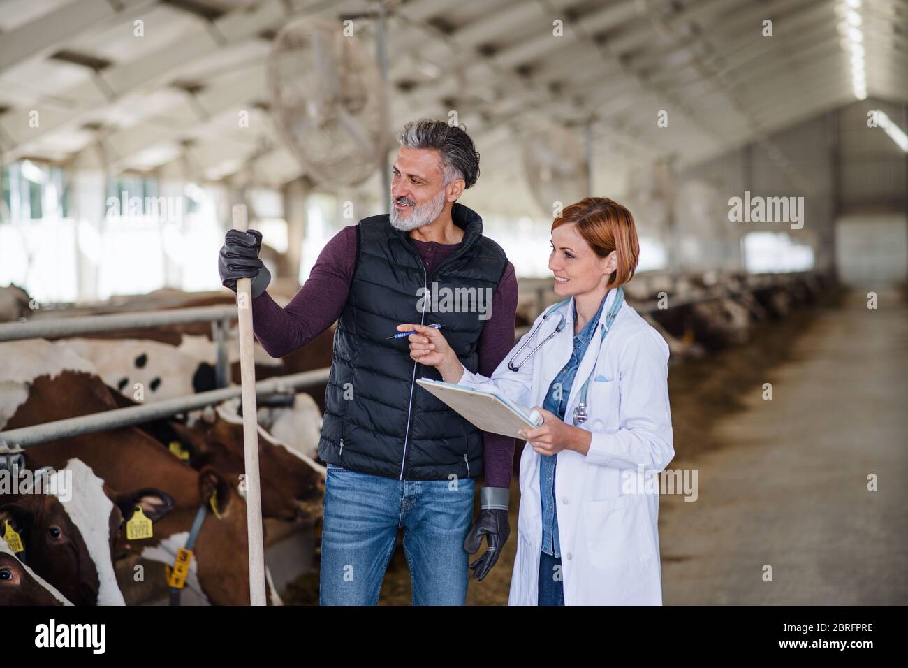 Man manager and veterinary doctor on diary farm, agriculture industry ...