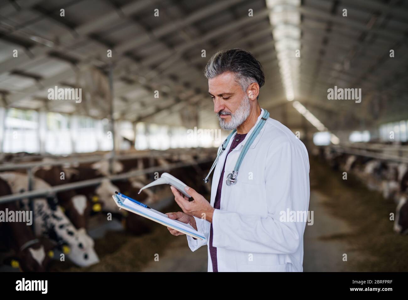 Man veterinary doctor working on diary farm, agriculture industry Stock ...