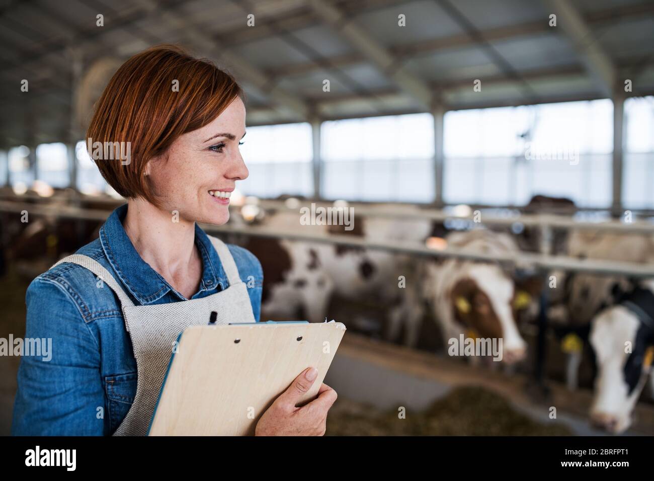 Woman manager with clipboard working on diary farm, agriculture ...