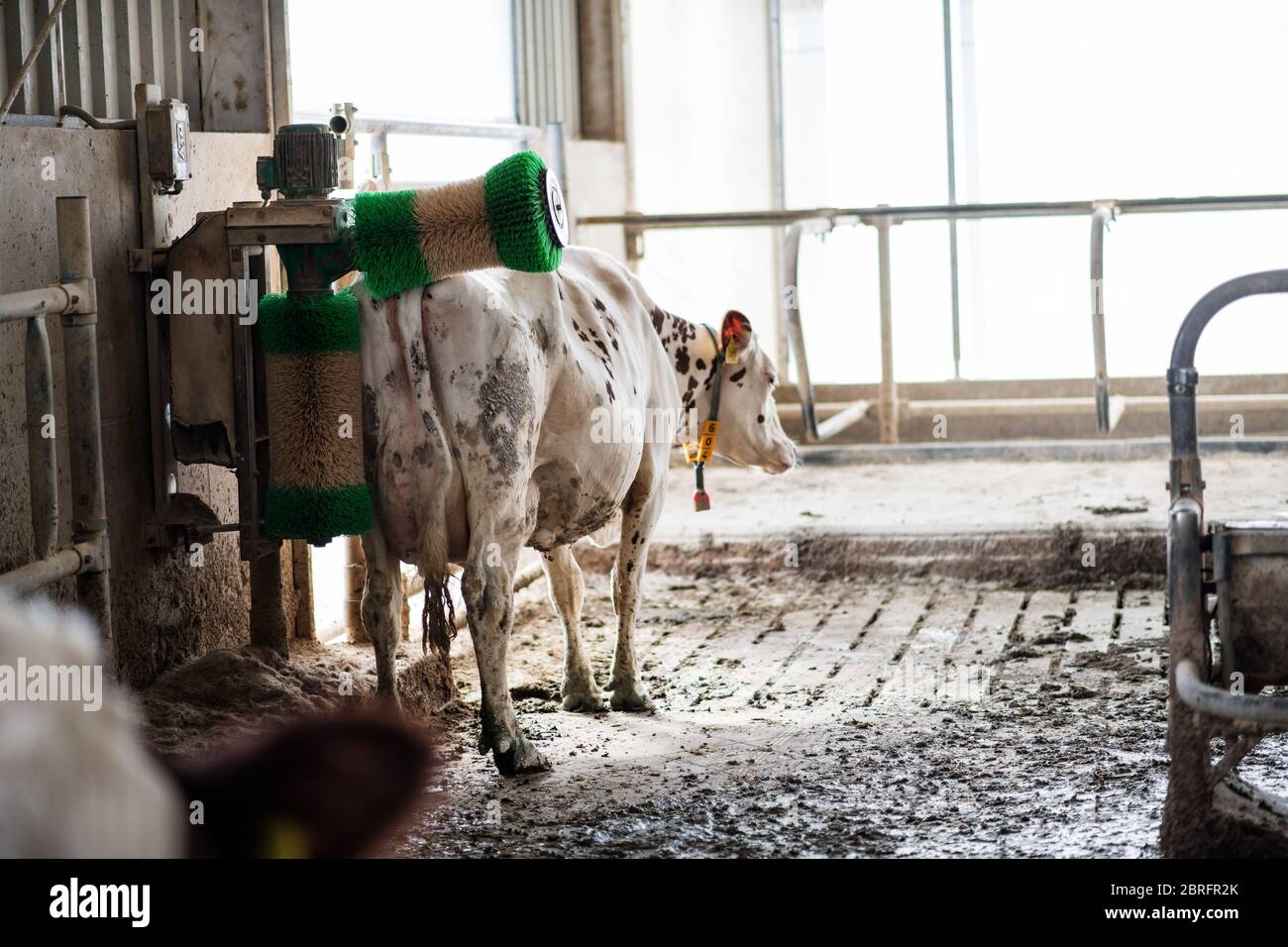 Cow using back scratcher on diary farm, agriculture industry Stock ...