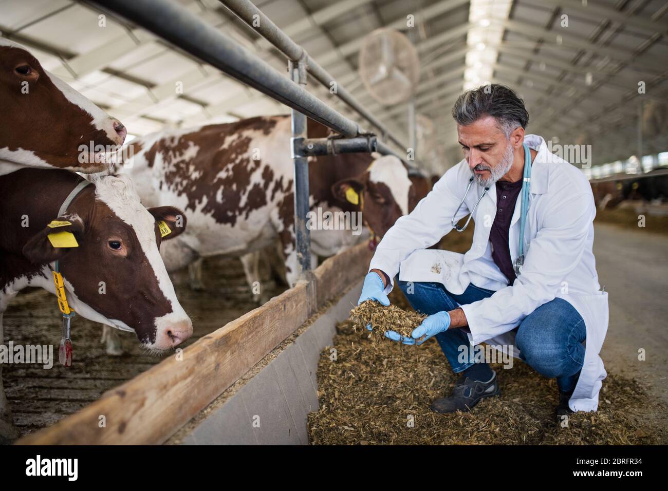 Man veterinary doctor working on diary farm, agriculture industry Stock ...