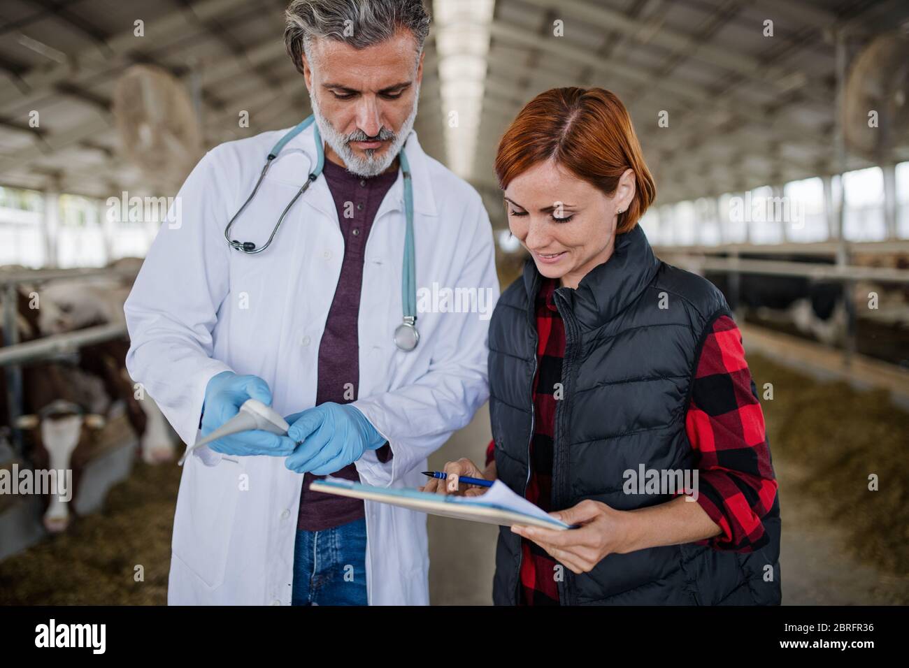 Woman manager and veterinary doctor on diary farm, agriculture industry ...