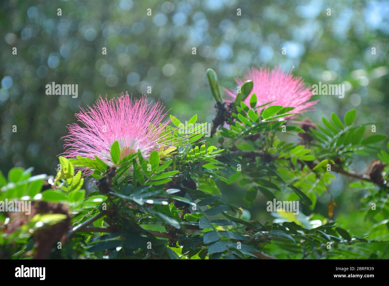 Red powder puff tree flowers in Miami Beach botanical garden Stock ...