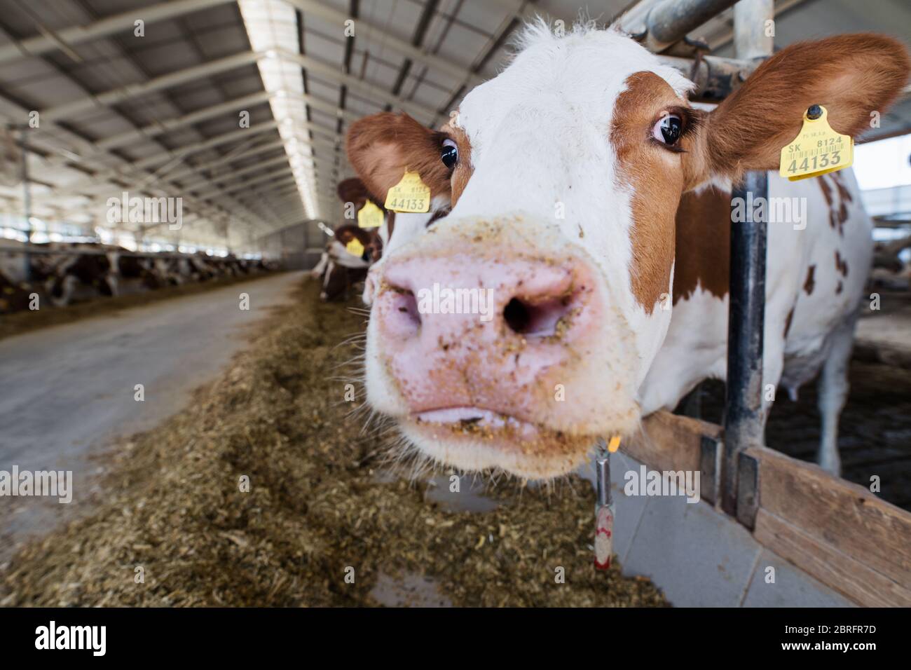 Cows on a diary farm, agriculture industry Stock Photo - Alamy