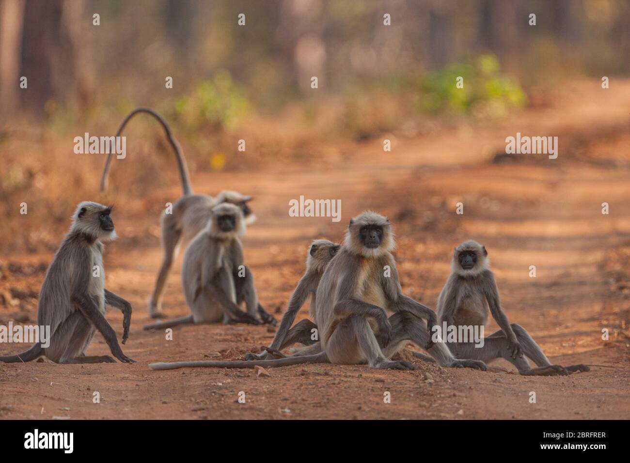 Monkey on road hi-res stock photography and images - Alamy