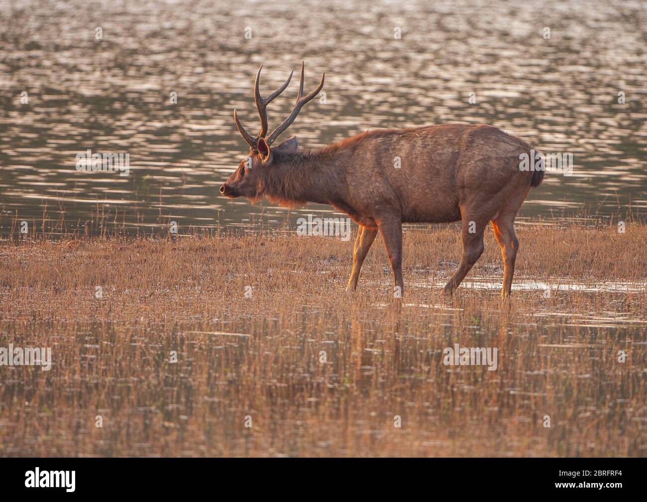 A Sambar Deer walking through a swamp area in Kabini (Nagarhole ...