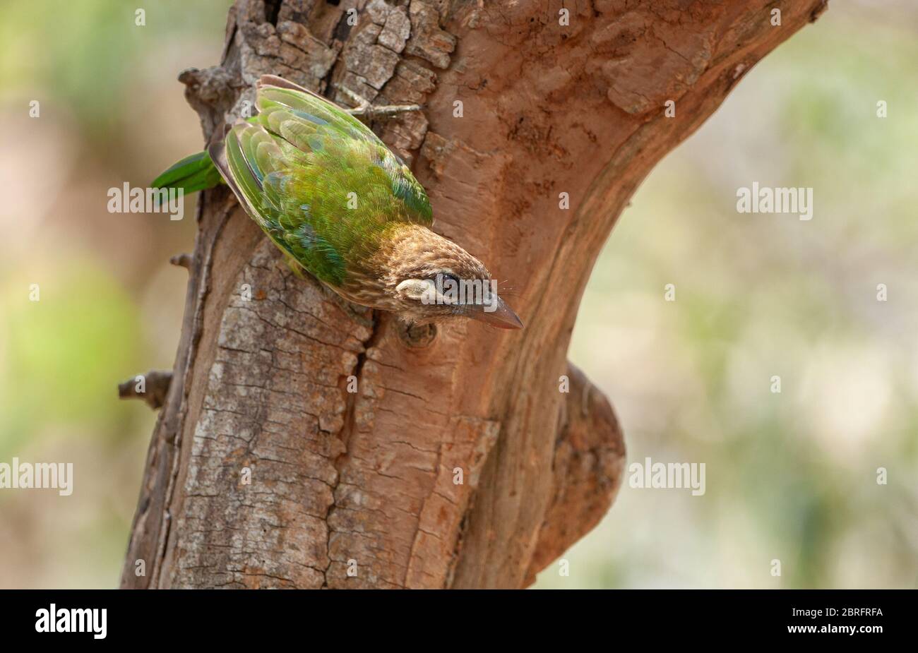 A Brown-headed Barbet photographed in Kabini (Karnataka, India Stock ...