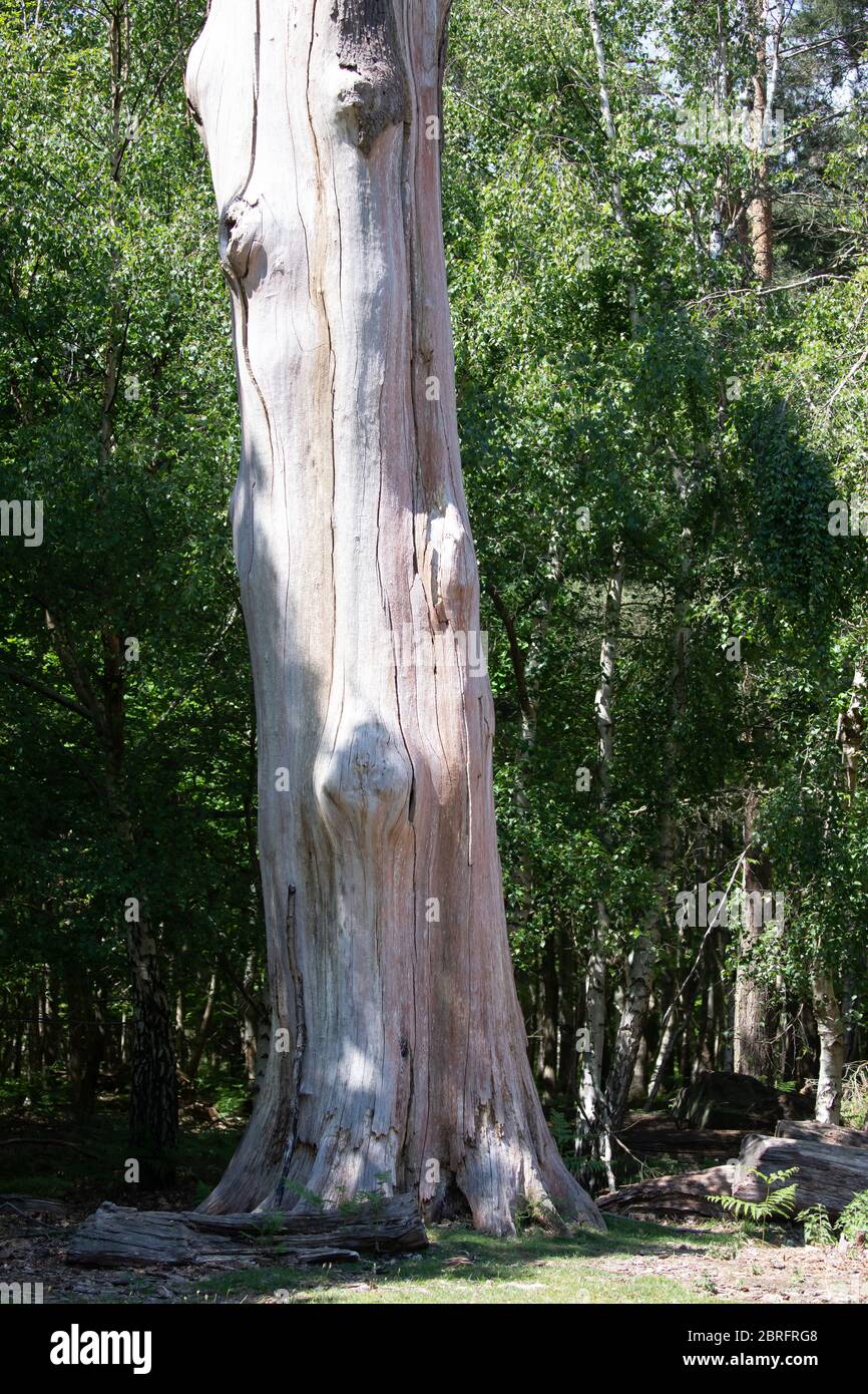 Colourful tree trunk Stock Photo - Alamy