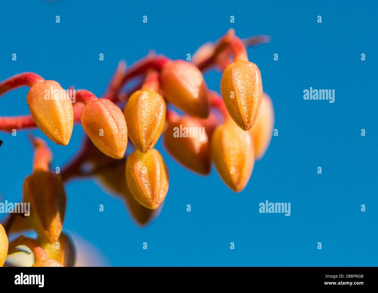 Petal flame hi-res stock photography and images - Alamy